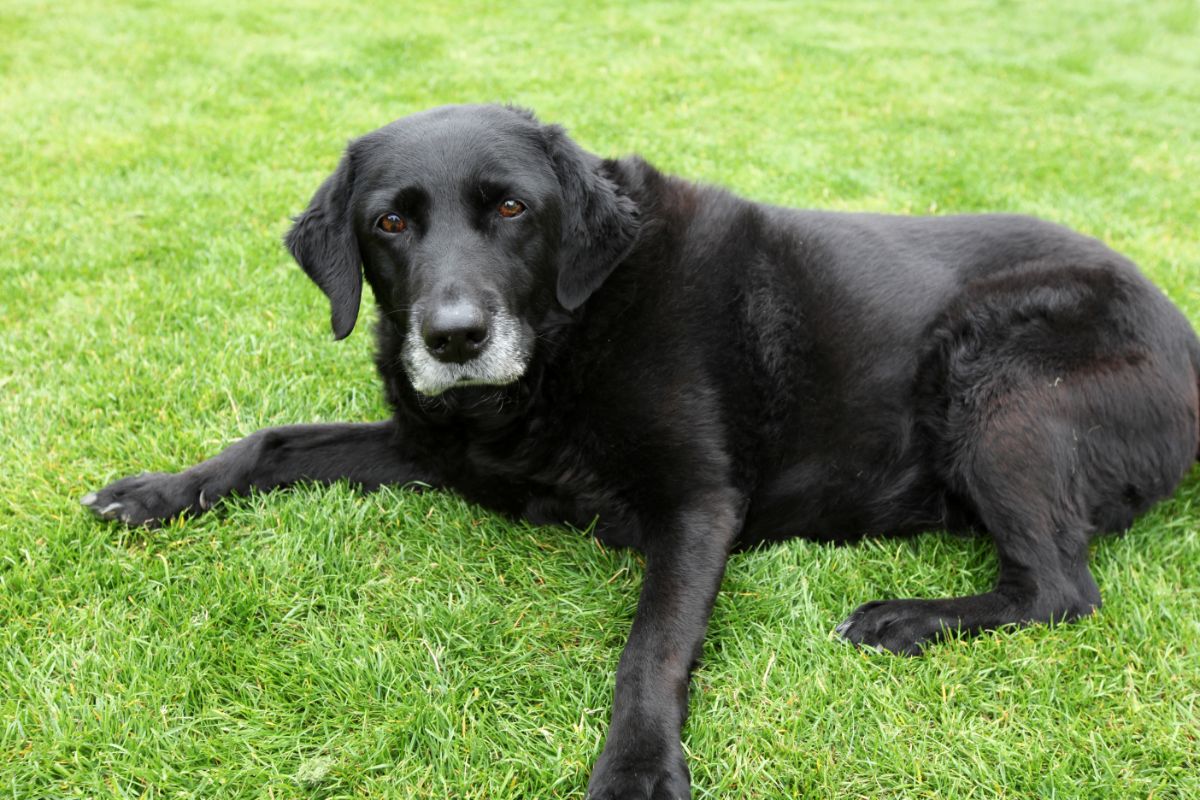 Loss Of Balance In Senior Dogs: What You Should Know Know My Dog